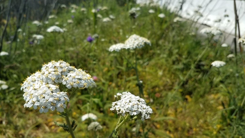Top 5 native plants for your San Francisco garden! | San Francisco ...